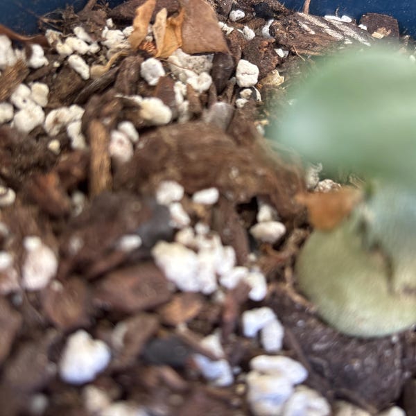 Desert Rose Picotee Adenium Obesum Starter Plant - Flowering Plant ...