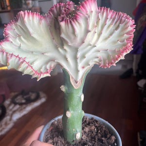 Large Fuzzy Blue Cactus Pilosocereus Pachycladus Live Cactus Live Plant ...