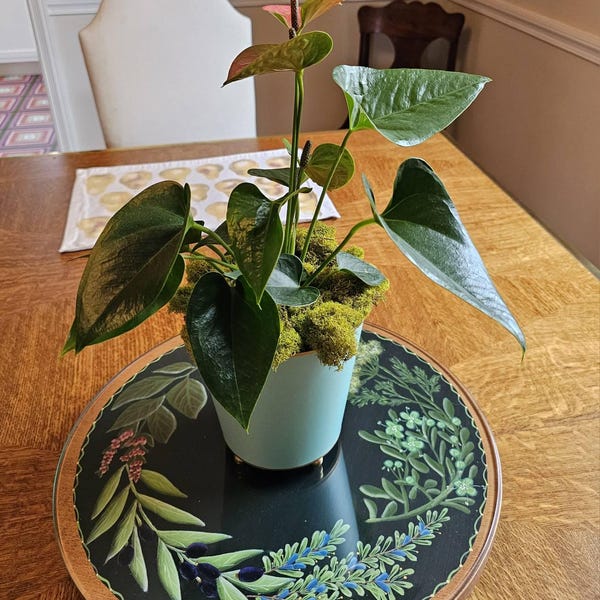 Limelight Hydrangea Basil Green, Preserved Hydrangea 3 Stem Bunch ...