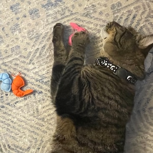 Cat Teaser Wand, Cat Toy Star, Cat Toys Wand, Cute Cat Toys, Cat String ...