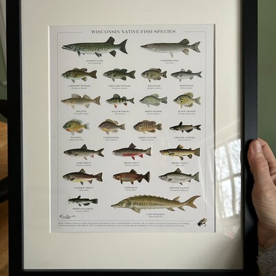 Wisconsin Native Fish Species Poster - Etsy