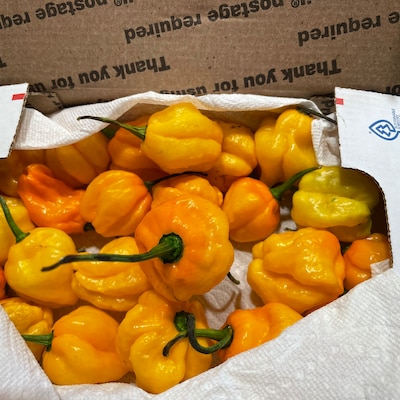 Whole Fresh Scotch Bonnet Peppers. Fresh Pods of Genuine Scotch Bonnets ...