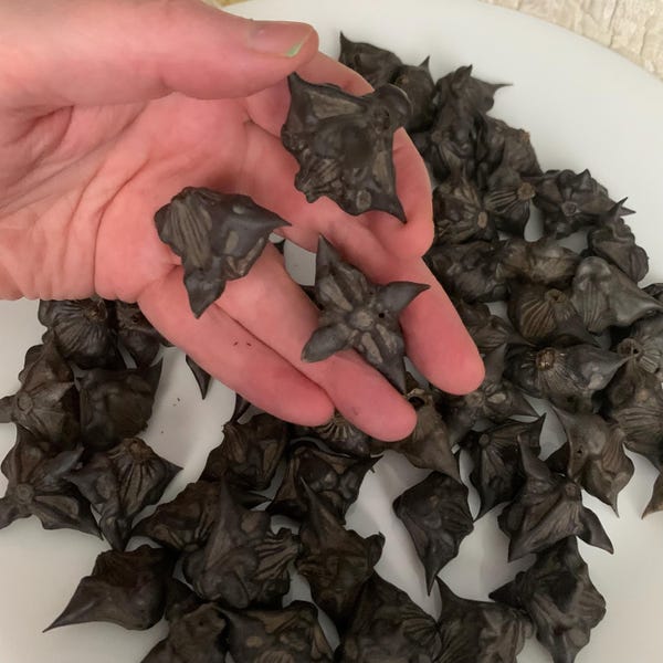 3 Huge Jumbo Pinecones. Nature Decor, Crafting, Altar, Spiritual Uses ...