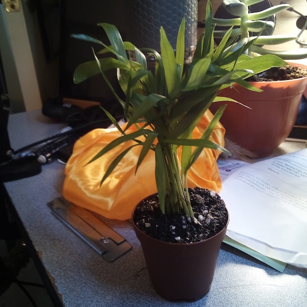 Bamboo Palm, Palma Areca, Reed Palm Clustered Parlor Palm, Cane Palm ...