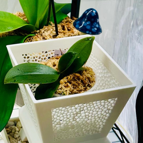 Strawberry Red Hanging Orchid Pot - Etsy