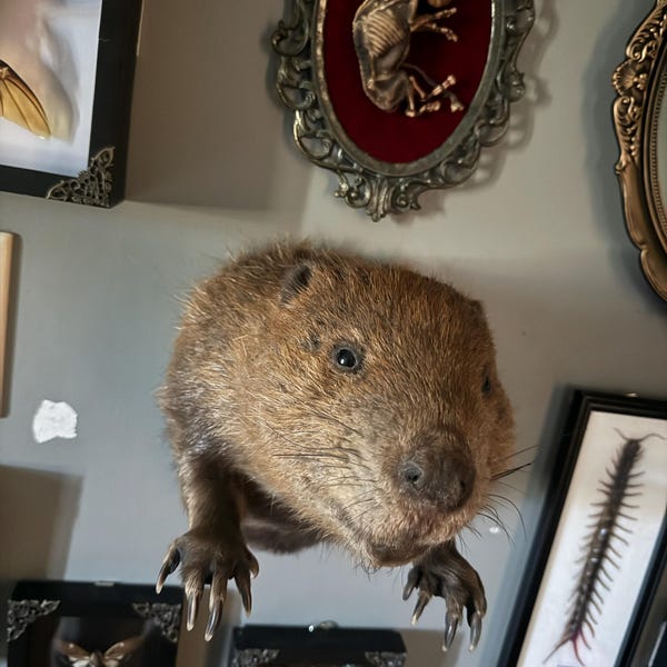 Freeze Dried Yak Feet for One Taxidermy Yak, Deer Antlers, Taxidermy ...