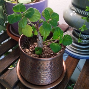 Bonsai Mint plectranthus Ernstii Caudex - Etsy