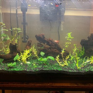 BUY 2 GET 1 FREE Mermaid Weed-Proserpinaca Palustris Easy Live | Etsy