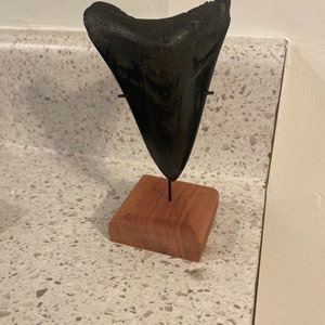 Cutom Sized Megalodon Shark Tooth Stand. Powder Coated Metal | Etsy