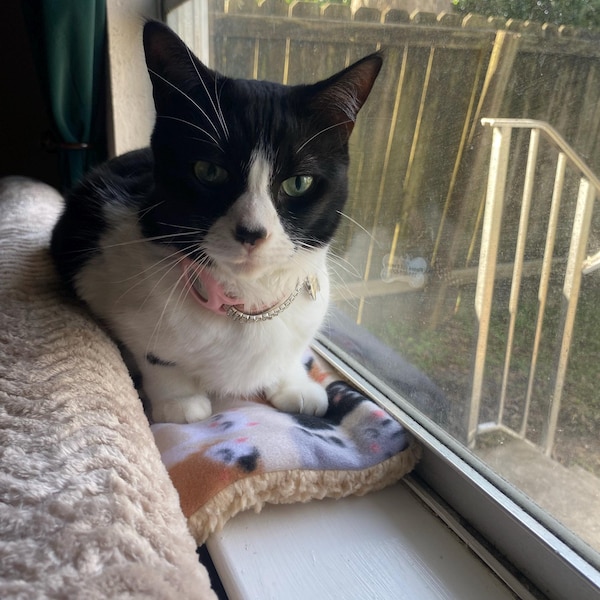 Window Sill Cat Pad/ 8 Sill Pad - Etsy