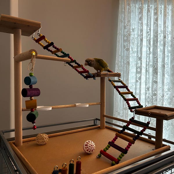 Handmade Colorful Bird Playground: Parrot Gym With Swing & Perch - Etsy