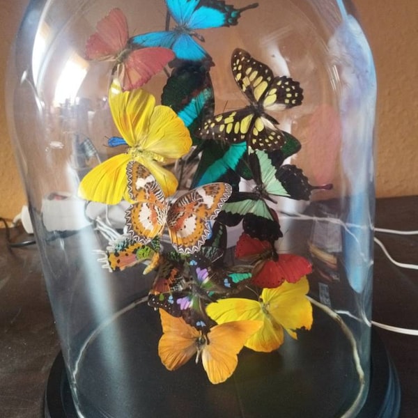 Mounted Fox (trophy) - Etsy