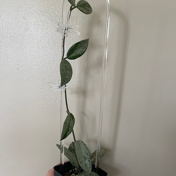 Arch Acrylic Houseplant Trellis With Tapered Connectors - Etsy