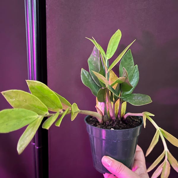 Green Zz Plant - Zamioculcas Zamiifolia Plant in a Pot - Rare Indoor ...