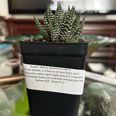Royal Ruby Hen and Chicks Sempervivum Live Plants 2.5 X 4 Inch Potted ...
