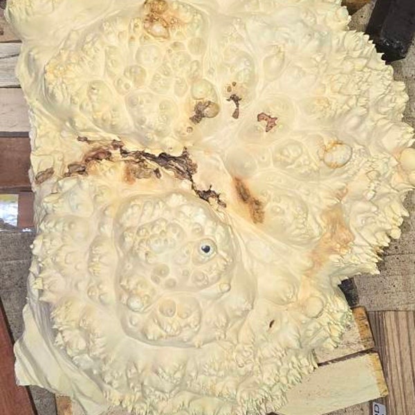 Maple Burl Wood. Big Leaf Maple Burl Resin Slab. Live Edge Wood. Burl ...