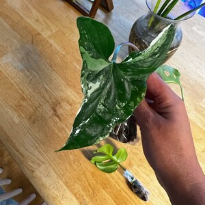 Rare & Unusual Plant Cuttings Variety of Individually Labeled Clippings ...