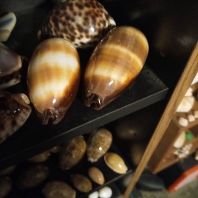 Giant Frog Seashell Bursa Bubo 1 Shell 4-5 Inches - Etsy