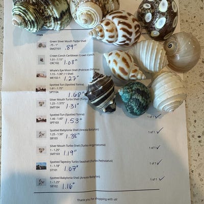 Conch Florida King Crown Conch Seashell Handpicked on Marco Island or ...