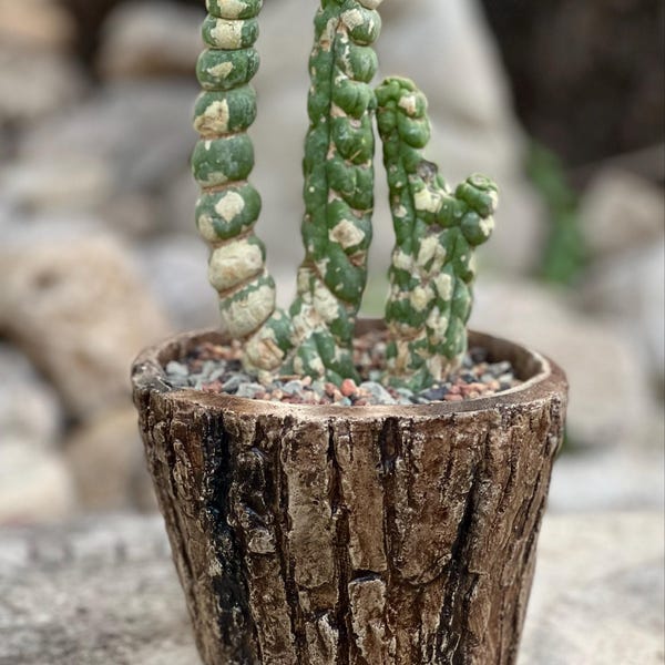 Concrete Tree Troll Planter, Concrete Tree Troll Pot, Faux Tree Troll ...