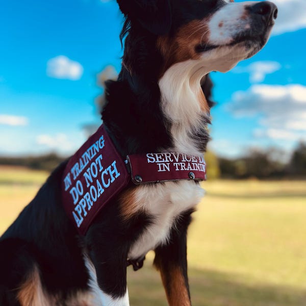 Vest (adjustable Size), "in Training Do Not Approach", Light Weight Sd ...