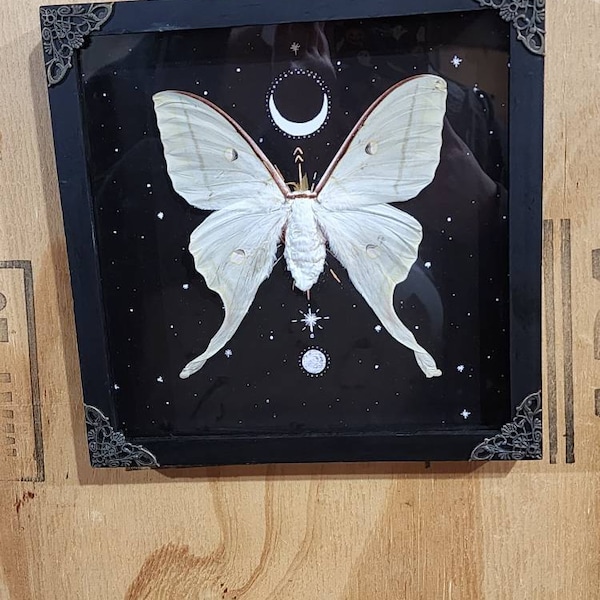 Real Framed Butterfly Shadow Box Dried Insect Frame Dead Taxidermy ...