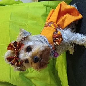 Kati Lou Dog Dress and Dog Blouse Sewing Pattern 1551 Dog - Etsy