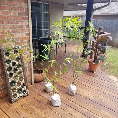 Bambusa lady Finger Clumping, Non-invasive Bamboo Plant Large 1 Gallon ...
