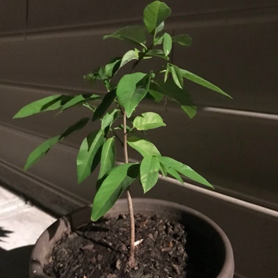 Cinnamon Apple pouteria Hypoglauca/glomerata Plant in 1 Gallon Nursery ...