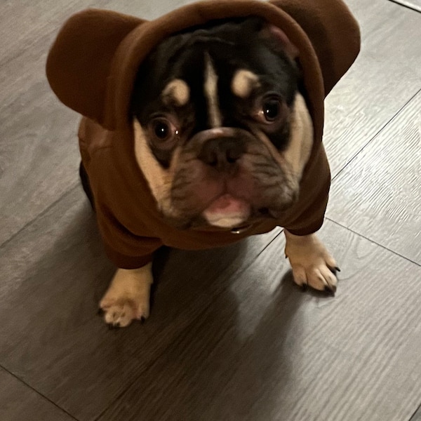 Frenchiestore Organic Dog Frenchie Ear Hoodie | Teddy Bear - Etsy