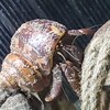 Bat Guano Hermit Crab Food - Etsy