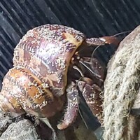 Bat Guano Hermit Crab Food - Etsy