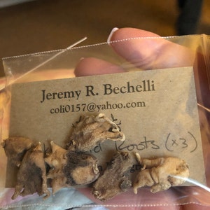 Master Root Oil A Hoodoo Traditional Oil for Mastery Over - Etsy