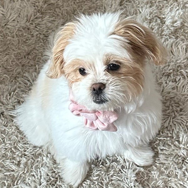 Pink Velvet Personalize Dog Collar Leash Set Flower Bow for Small ...