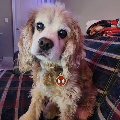 Binx is My Boo SVG - Etsy