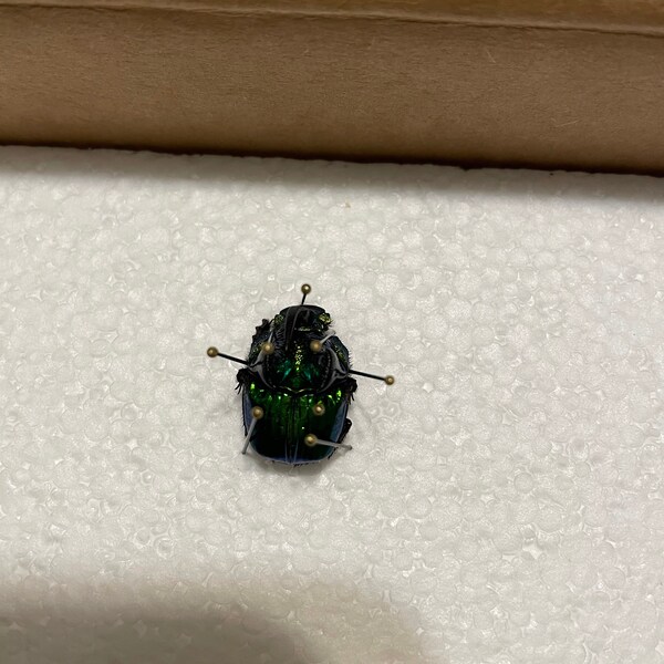 Phanaeus Demon MALE Scarab Beetle Green Form Guatemala PINNED - Etsy