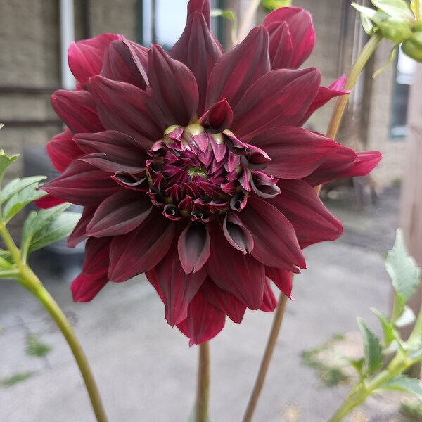 Italian Ranunculus Elegance 'rosa Scuro', Size (5/7) FREE SHIPPING - Etsy