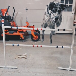 Dog Agility Equipment Training Bar Jump FREE US Shipping - Etsy