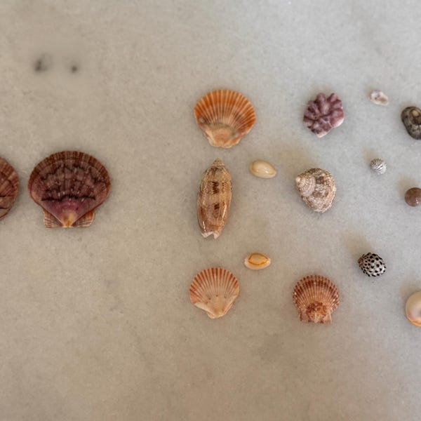 Large Specimen Grade 63.1mm CONUS Regius Royal, Crown Cone SEASHELL JB ...