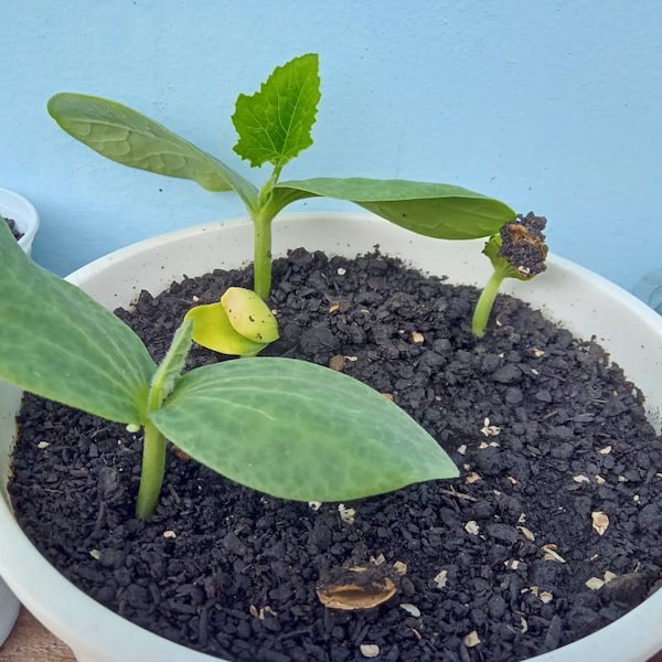 Semillas Pipian Criollo Salvadoreño- Green Striped Cushaw Seeds - Etsy