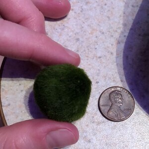 Large Java Moss Ball for Terrarium Planted Tank Live Aquarium ...