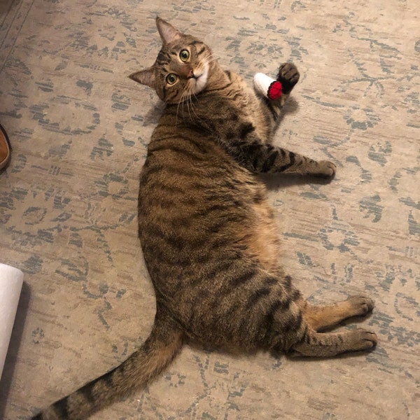 Crochet Catnip Cat Toy – Acrylic Yarn Kitty Joint, Cat Blunt - Etsy