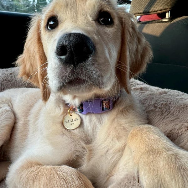 Simple Custom Hand Stamped Dog Tag, Dog Tags for Dogs, Pet Id Tag ...