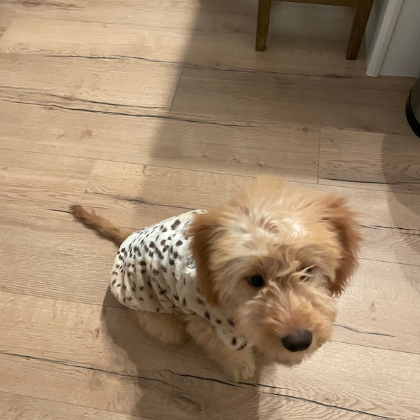 Handmade Luxurious Personalized Bone Fur Coat for Dogs With Tailoring ...