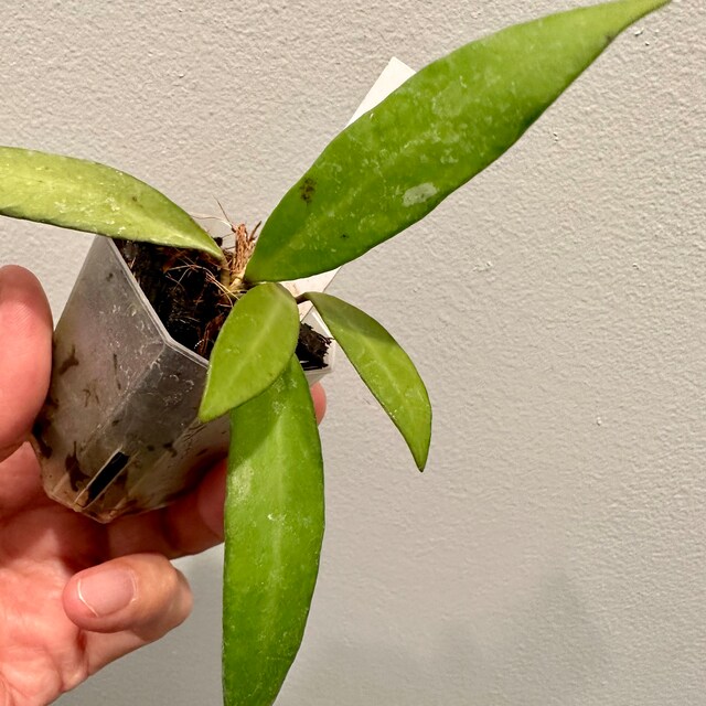 ShopPlantasmic - Etsy