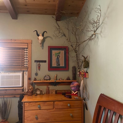 Real Springbok Horns Large Horns From Springbok Skull - Etsy