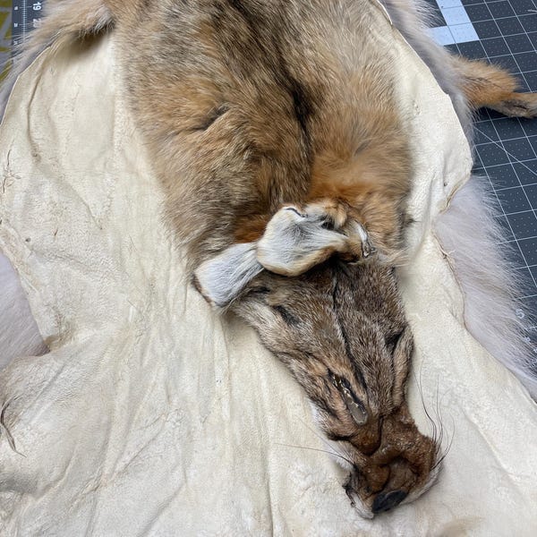 River Otter Pelt, Tanned - Etsy