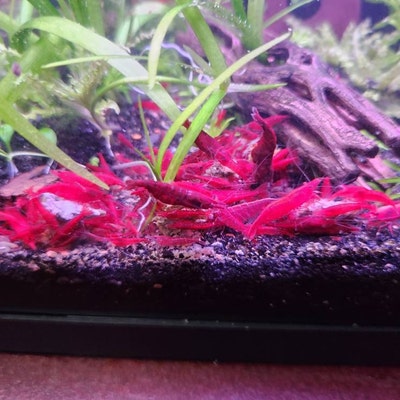 Super Snello 8oz, Aquatic Snail Food, Dehydrated, Snail Jello, Mystery ...