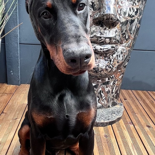 Doberman Ear Posting Brace - Etsy