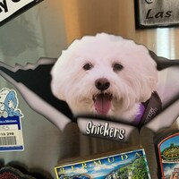 English Shepherd Car Decal, English Shepherd Magnet, English Shepherd ...